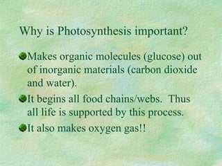 Photosynthesis PP.ppt