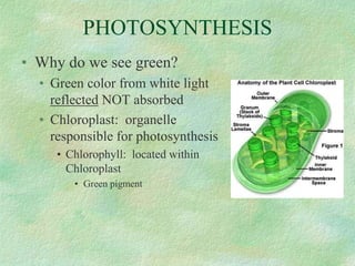 Photosynthesis PP.ppt