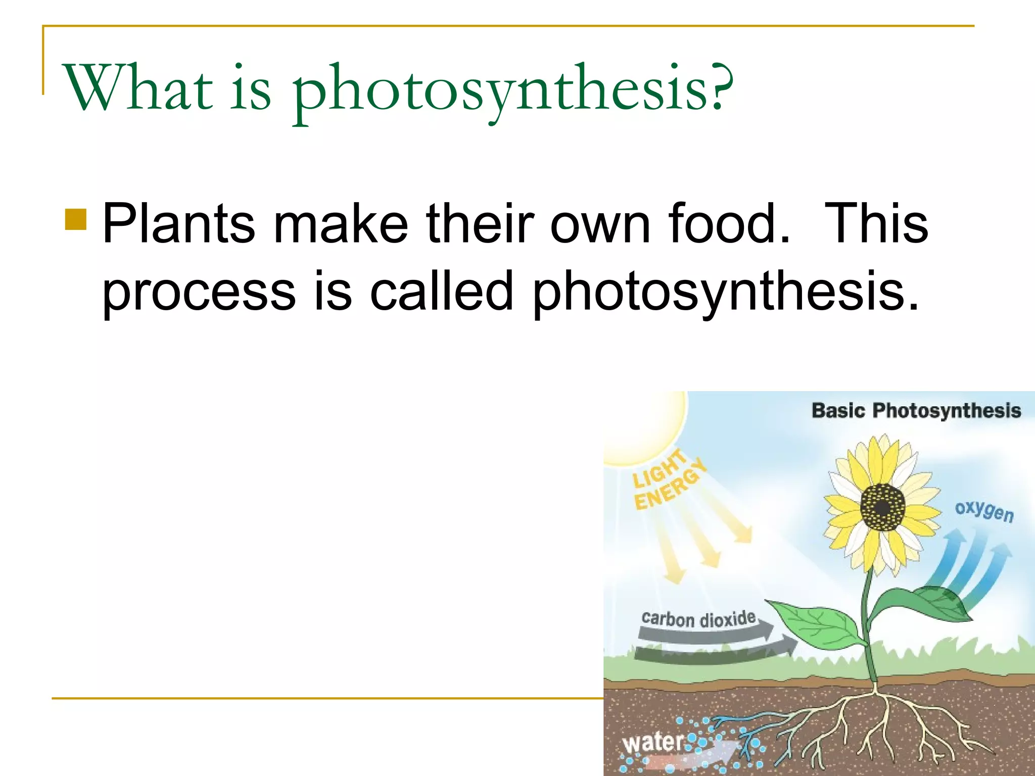 Photosynthesis Ppt | PPT