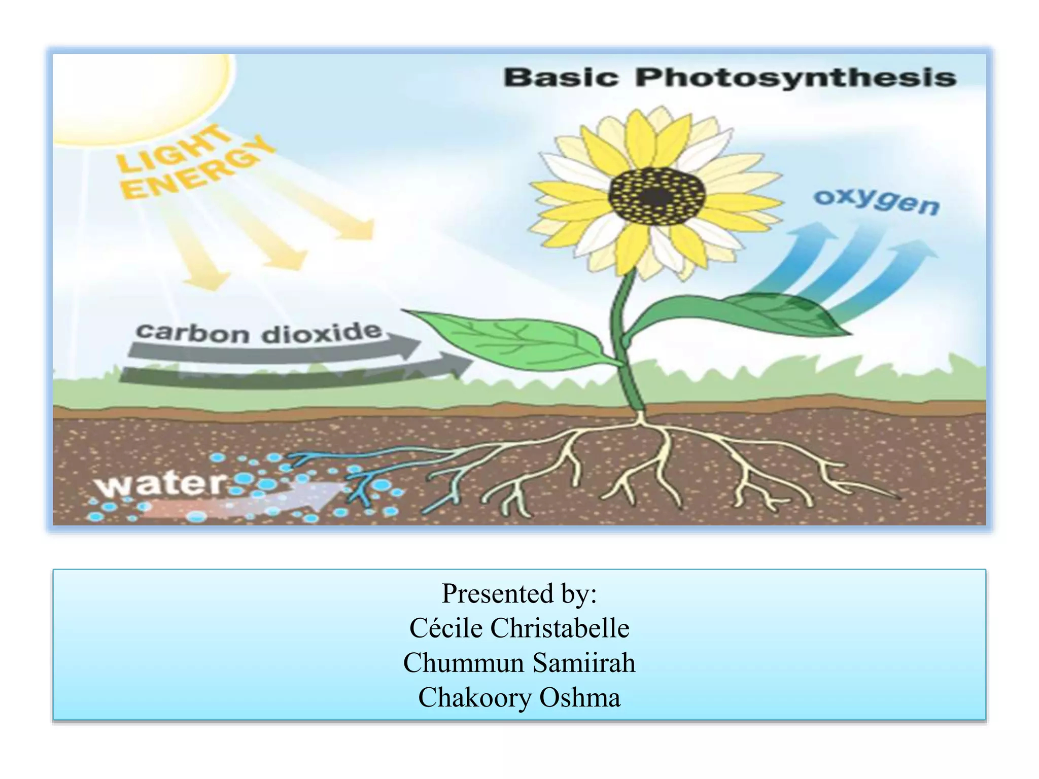 Photosynthesis | PPTX