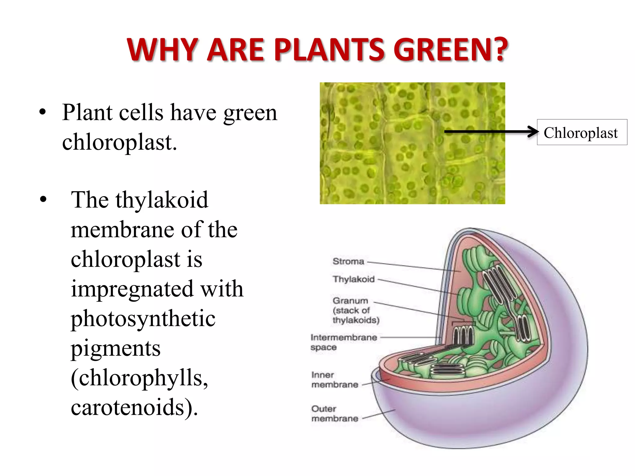 Photosynthesis | PPTX