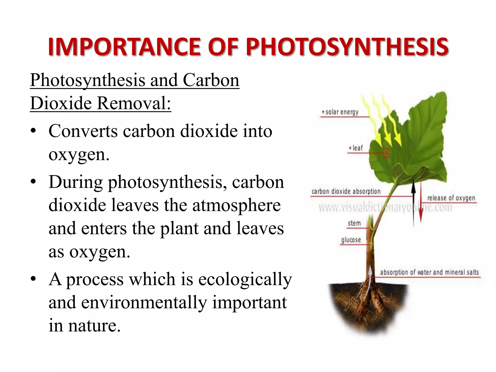 Photosynthesis | PPTX