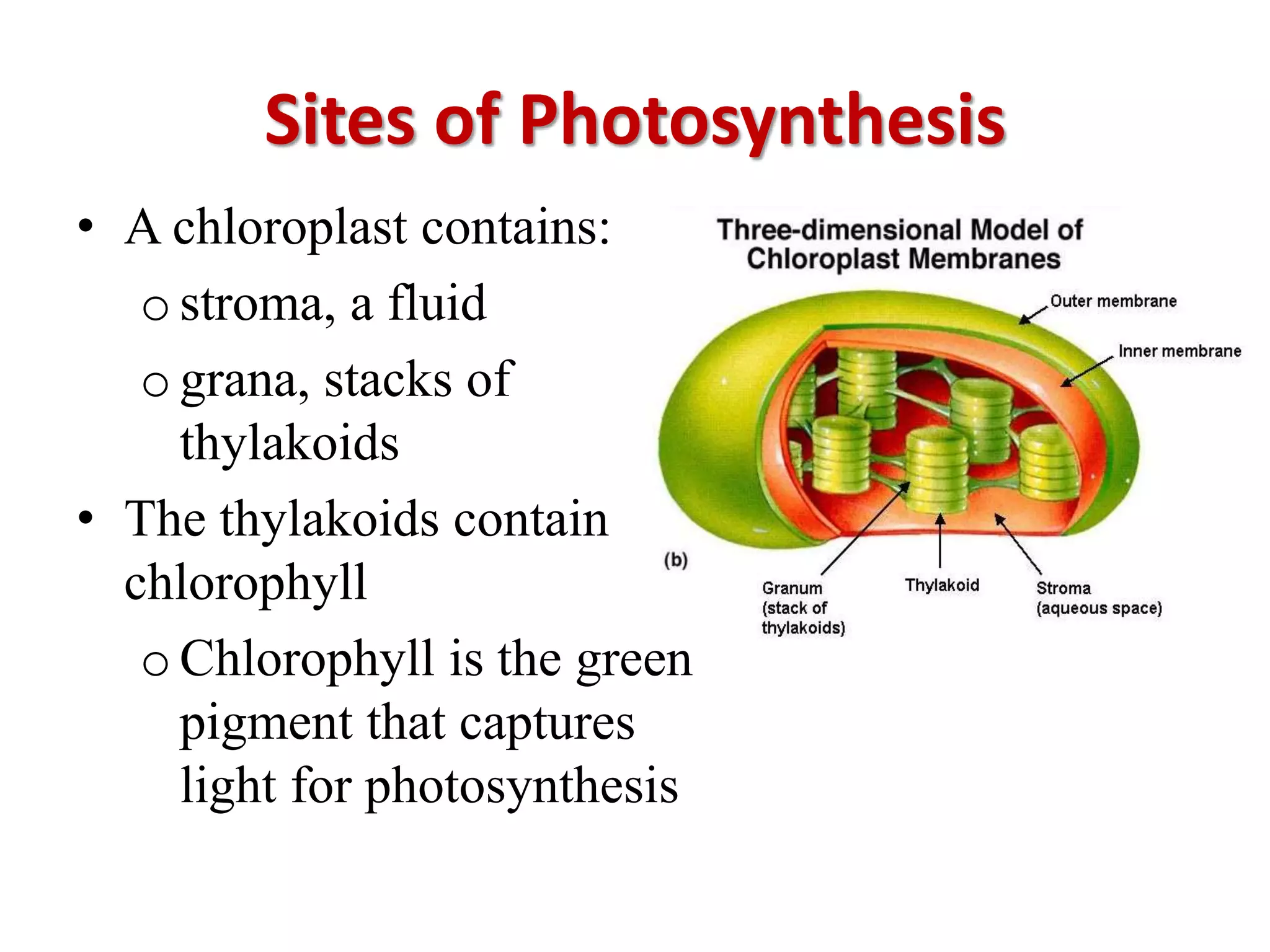 Photosynthesis | PPTX