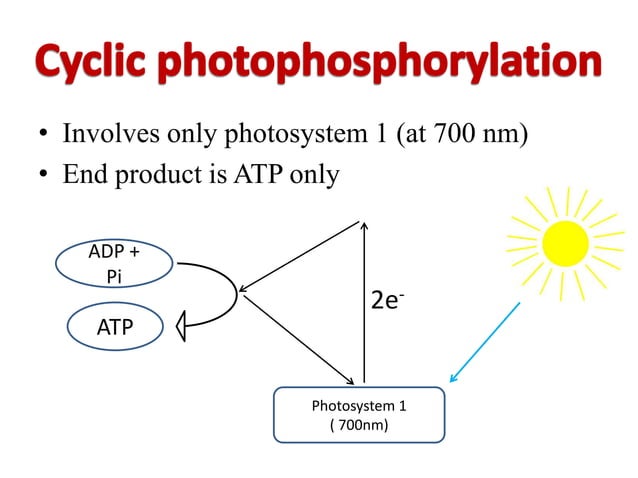 Photosynthesis | PPTX