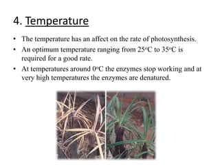 Photosynthesis | PPTX