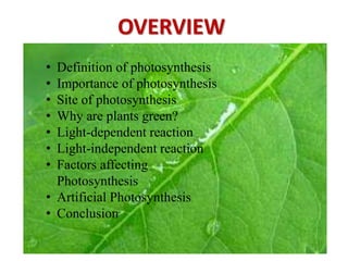 Definition Of Photosynthesis