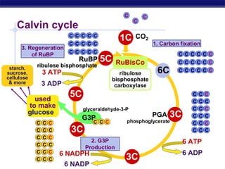 Photosynthesis ppt | PPT