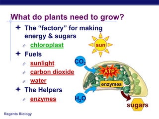 Photosynthesis ppt | PPTX