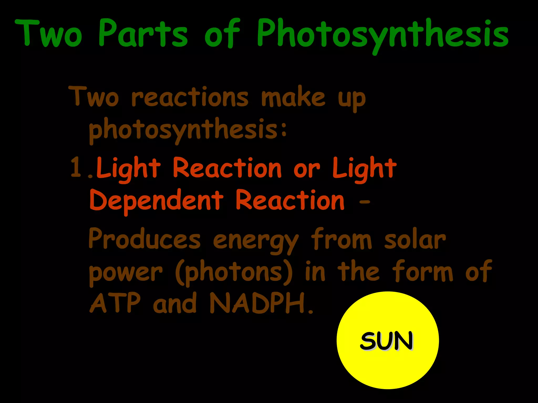 Photosynthesis ppt by Lalit Kumar | PPT