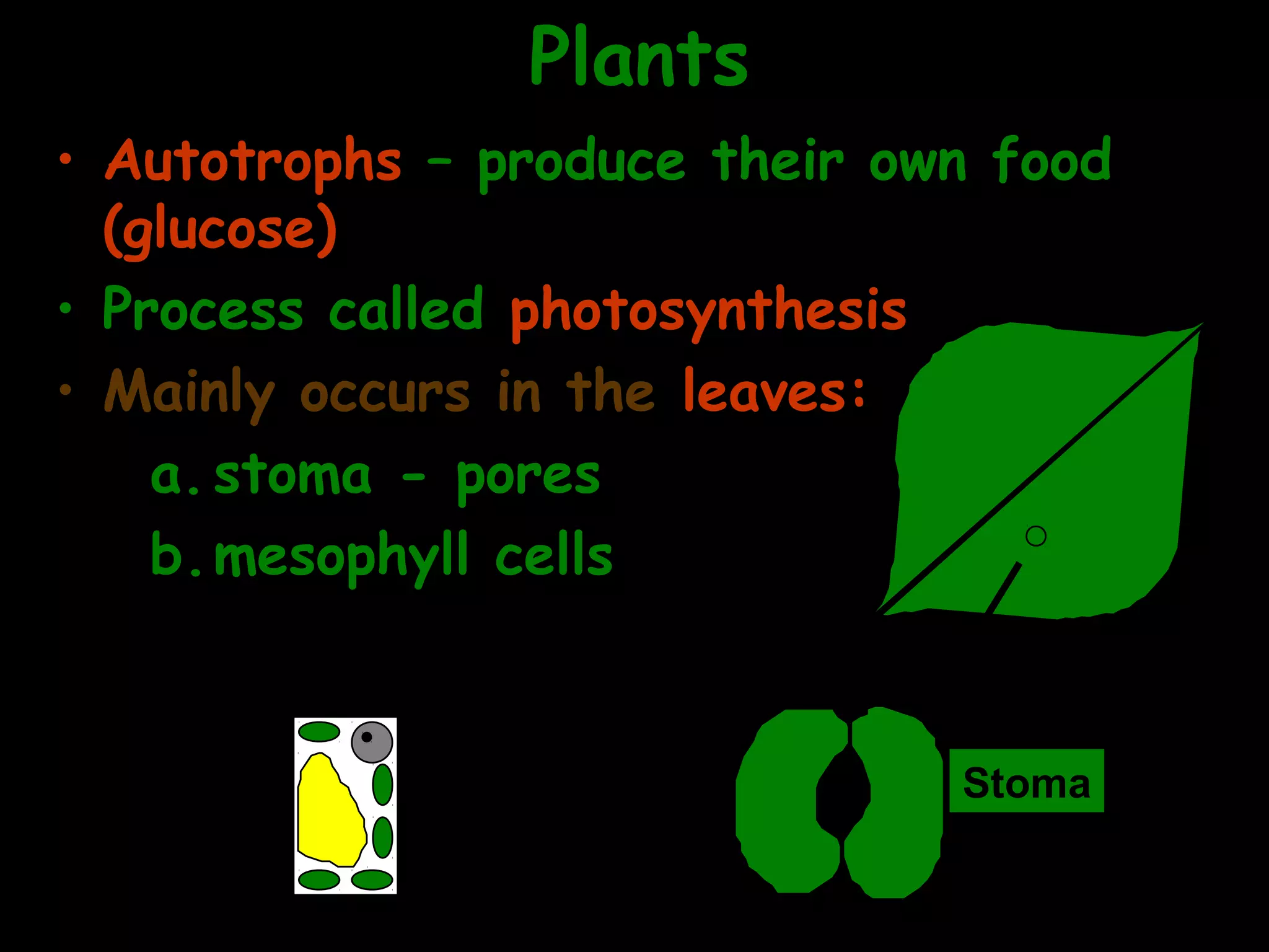 Photosynthesis ppt by Lalit Kumar | PPT