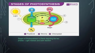 Photosynthesis ppt | PPTX
