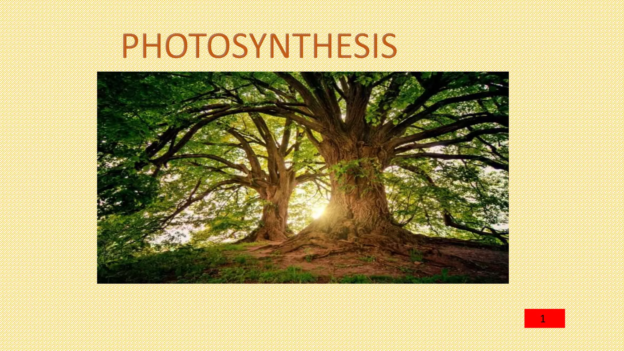 PHOTOSYNTHESIS ppt.pptx