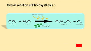 PHOTOSYNTHESIS ppt.pptx