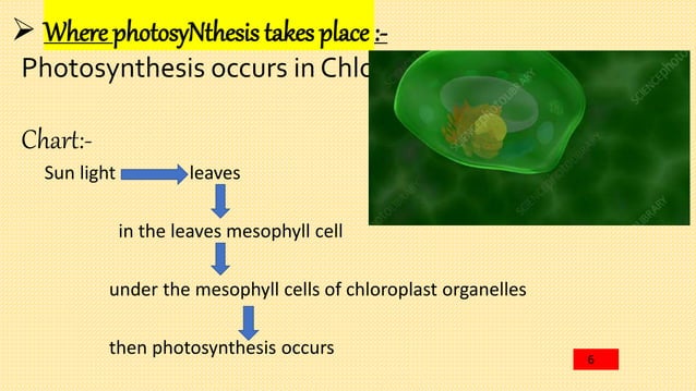 PHOTOSYNTHESIS ppt.pptx