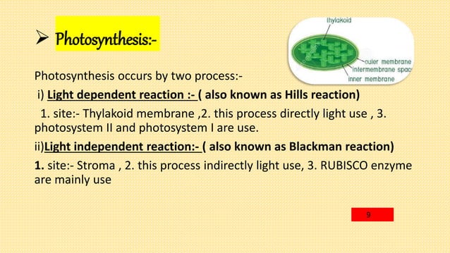 PHOTOSYNTHESIS ppt.pptx