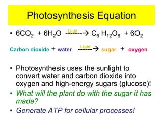 Photosynthesis ppt.pdfgghhhhhhhhjjjjjjjjj | PPT