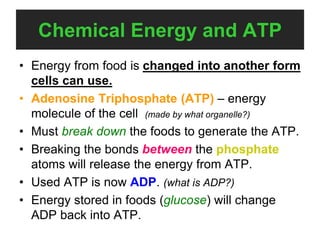 Photosynthesis ppt.pdfgghhhhhhhhjjjjjjjjj | PDF