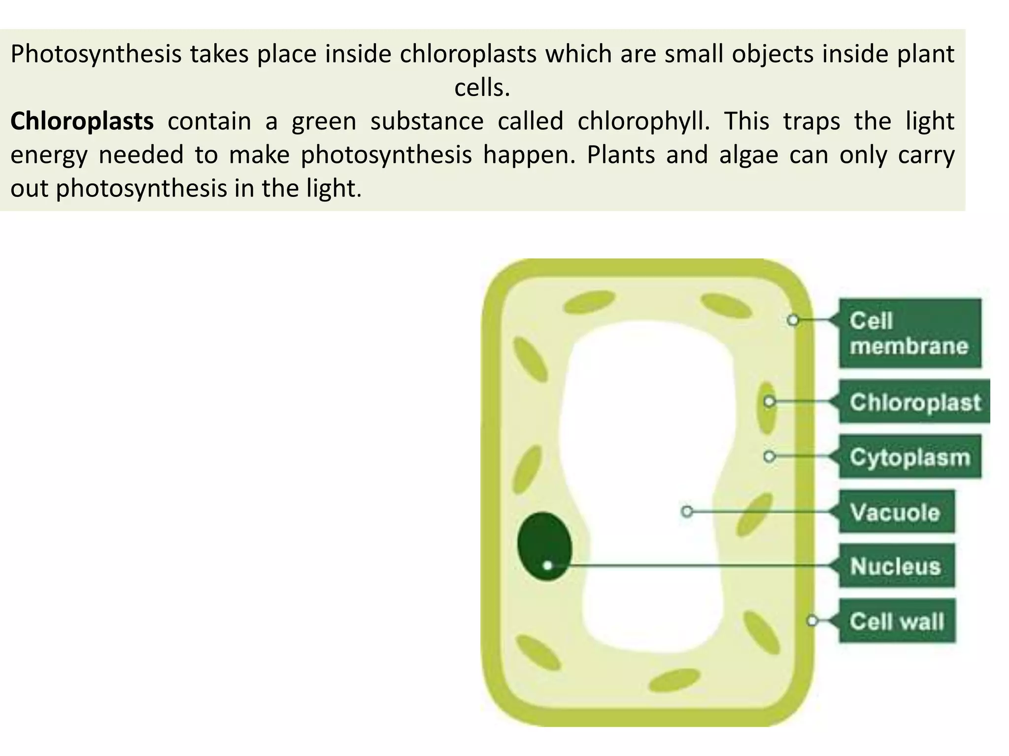 Photosynthesis PPT (1).pptx