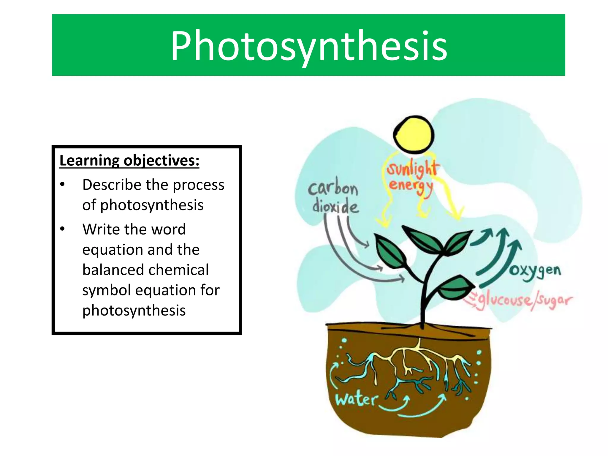 Photosynthesis PPT (1).pptx