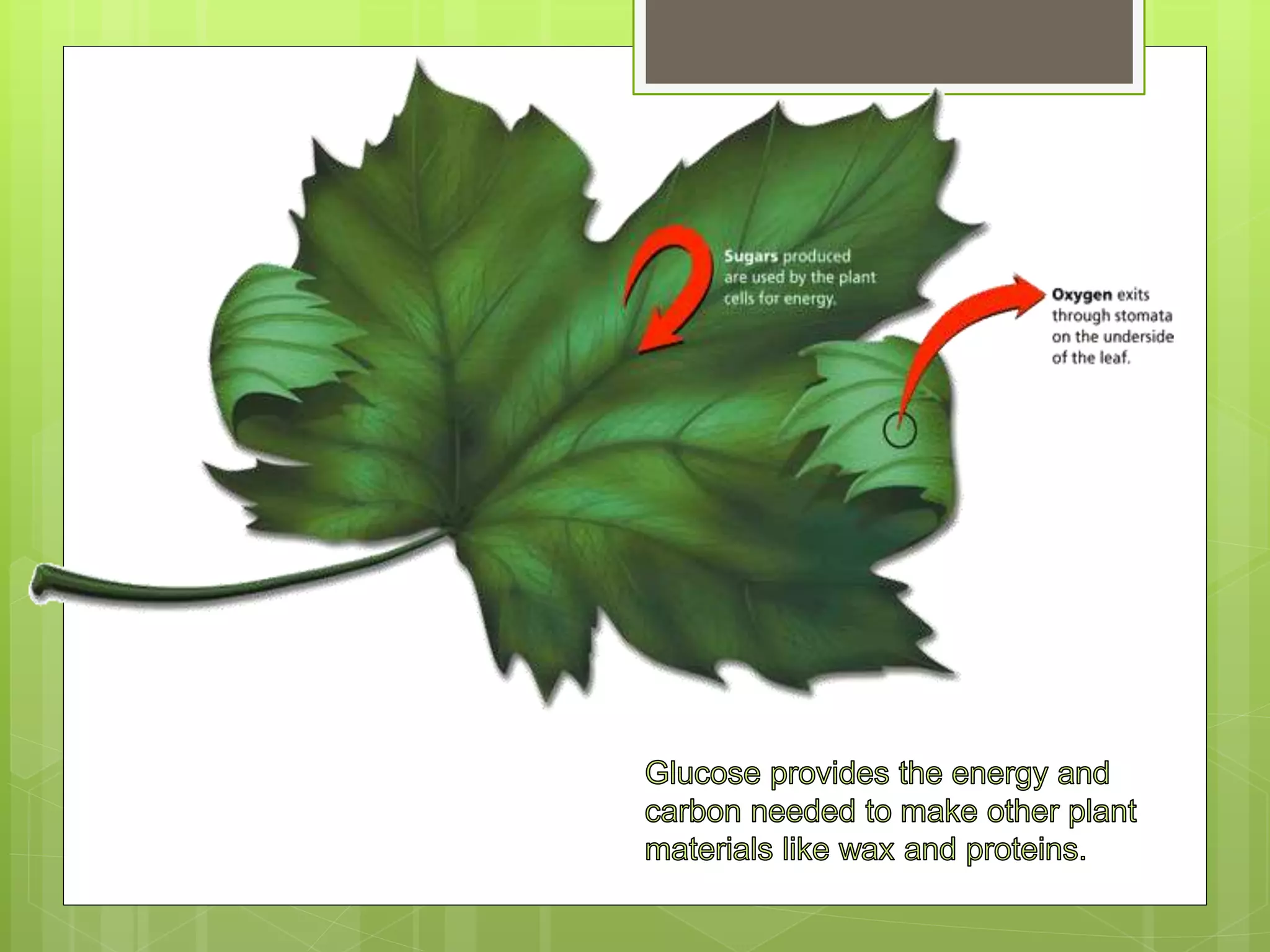 Photosynthesis Notes PPT | PPTX