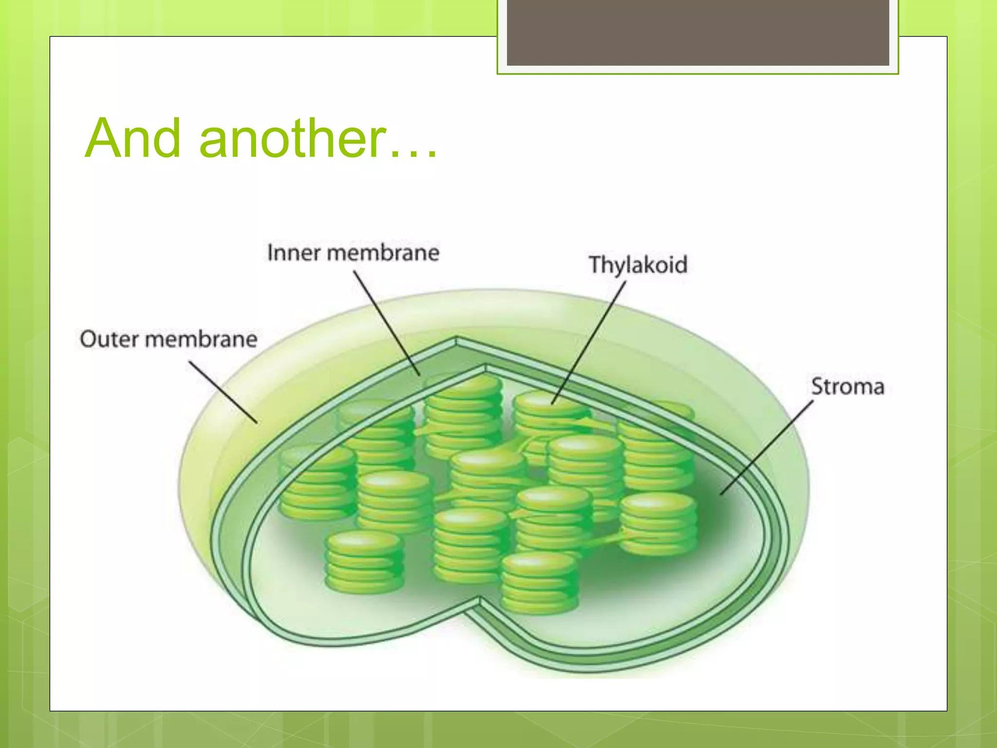 Photosynthesis Notes PPT | PPTX