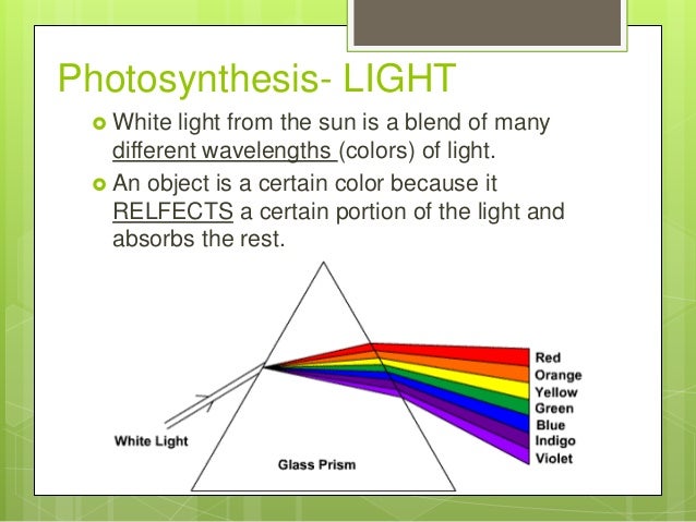 Photosynthesis Notes PPT