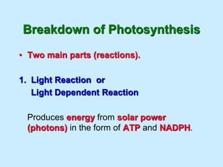 Proses Photosynthesis tumbuhan berklorofil, | PPT