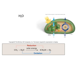Bio 100 Photosynthesis practice | PPT