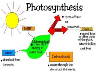 Photosynthesis preeti 12th h.sc