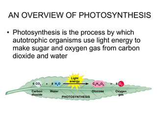 Photosynthesis presentation | PPT