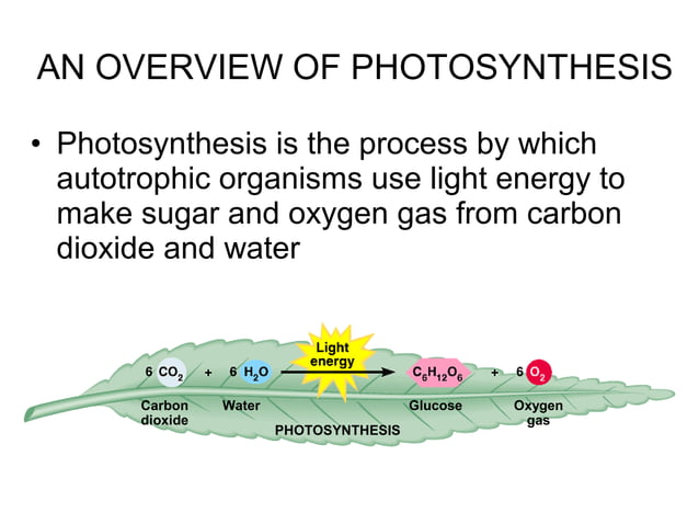 Photosynthesis presentation | PPT