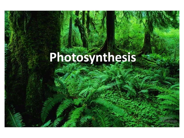 Photosynthesis Presentation | PPTX