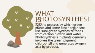 Understanding the Process of Photosynthesis: Components and Importance ...