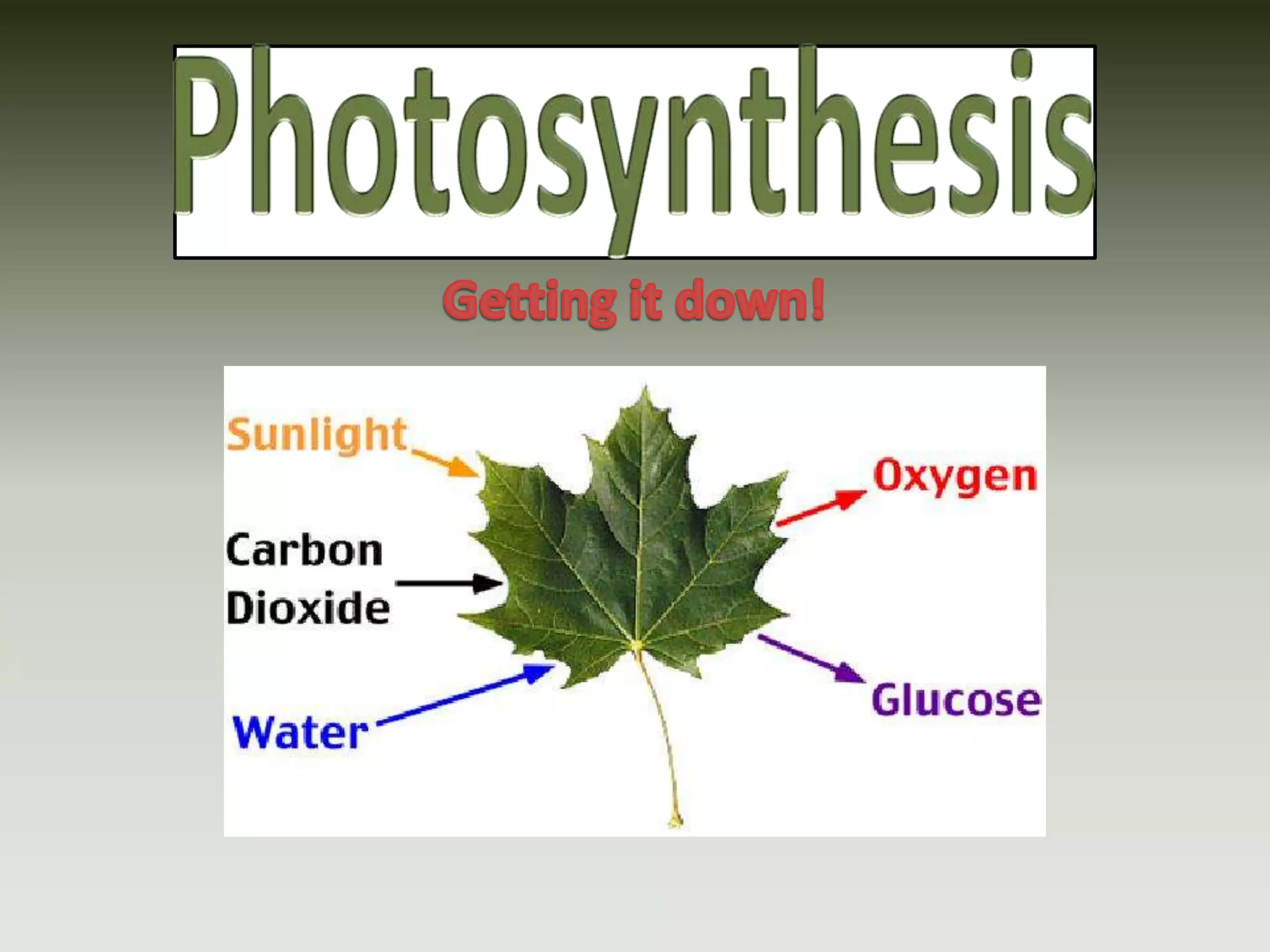 Photosynthesis presentation by me | PPT