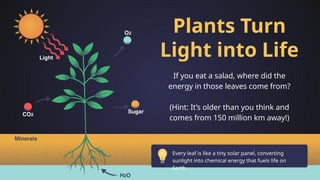 Photosynthesis Process Presentation Dark Blue and Green Illustrative ...
