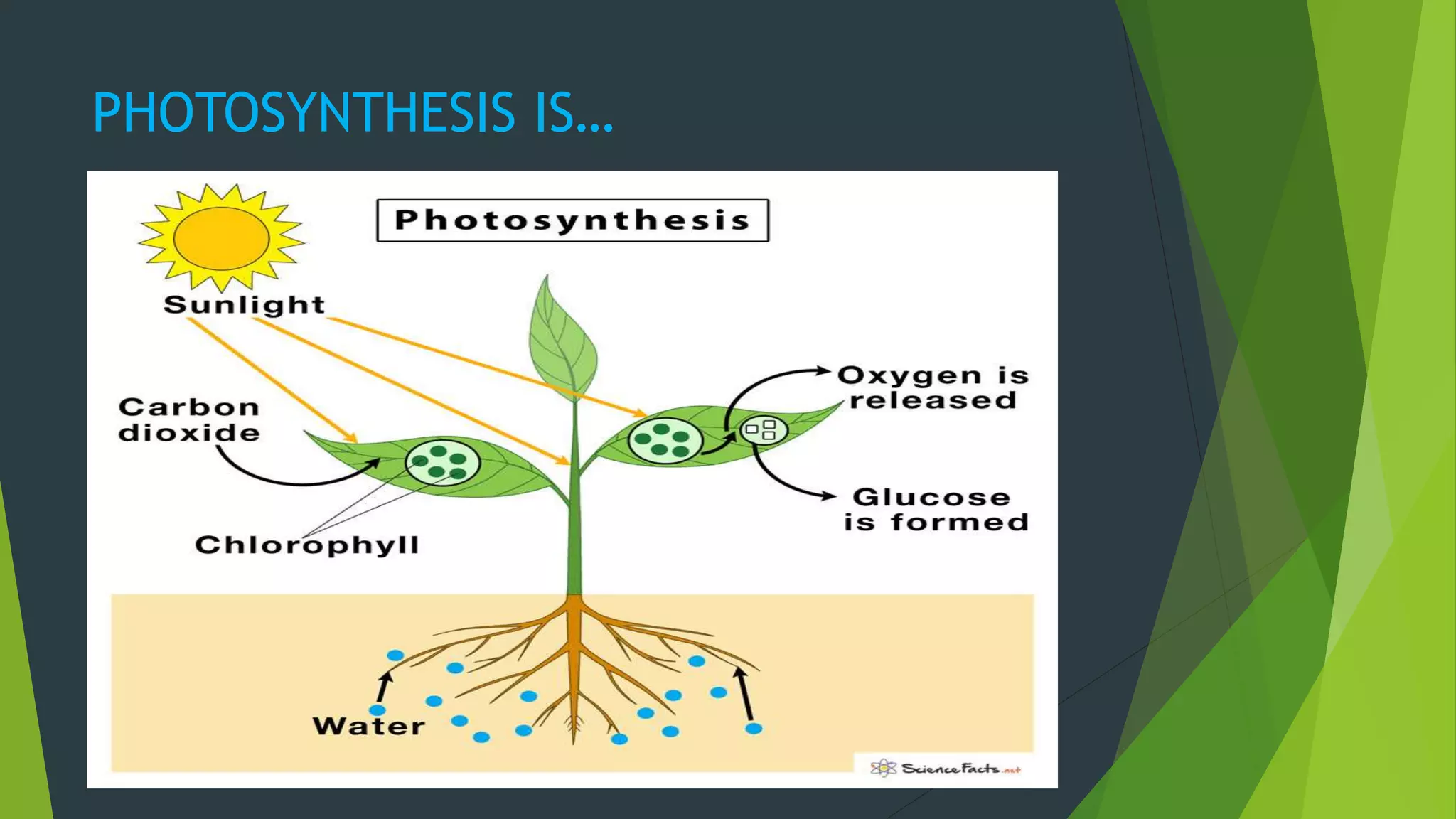 Photosynthesis process slideshare | PPTX
