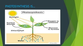 Photosynthesis process slideshare | PPTX