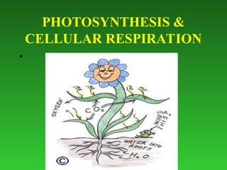 Comprehensive Overview of Photosynthesis and Cellular Respiration ...