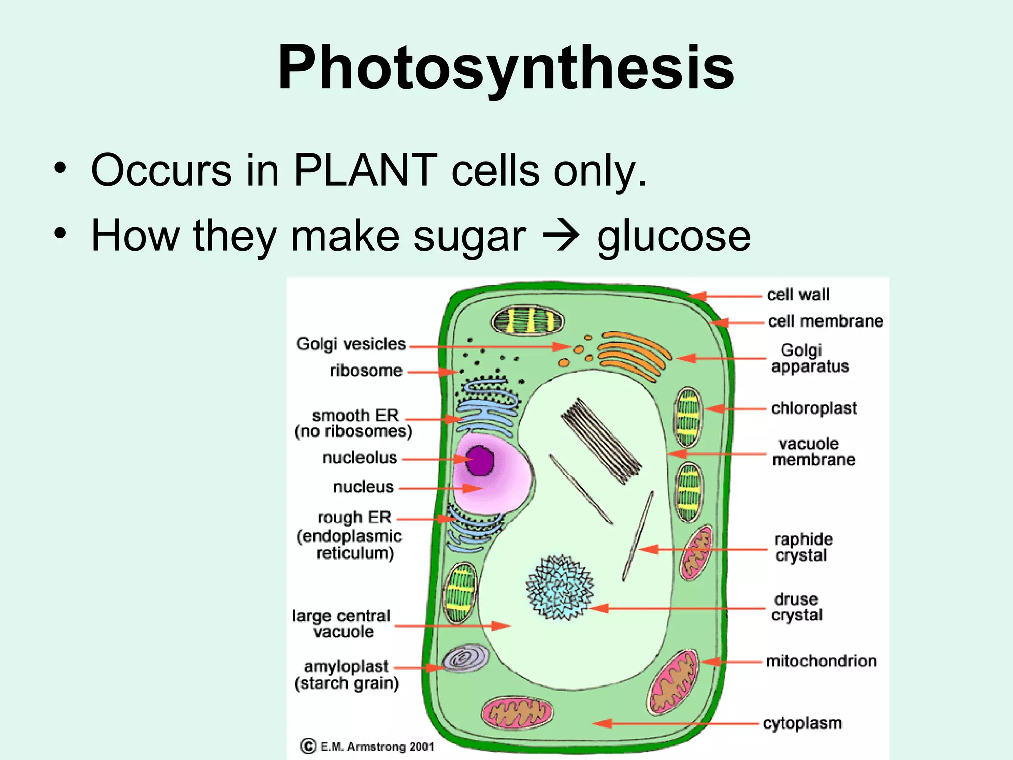 Photosynthesis respiration liu | PPT