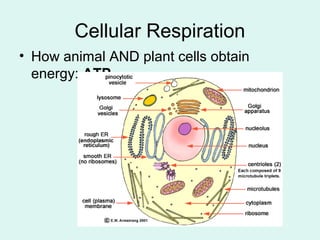 Photosynthesis respiration liu | PPT