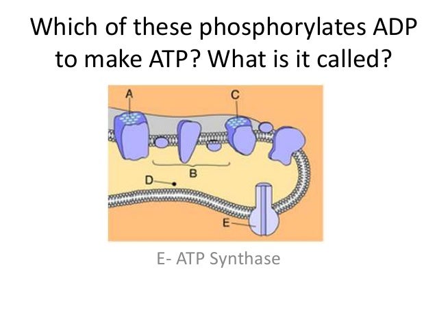 Photosynthesis review