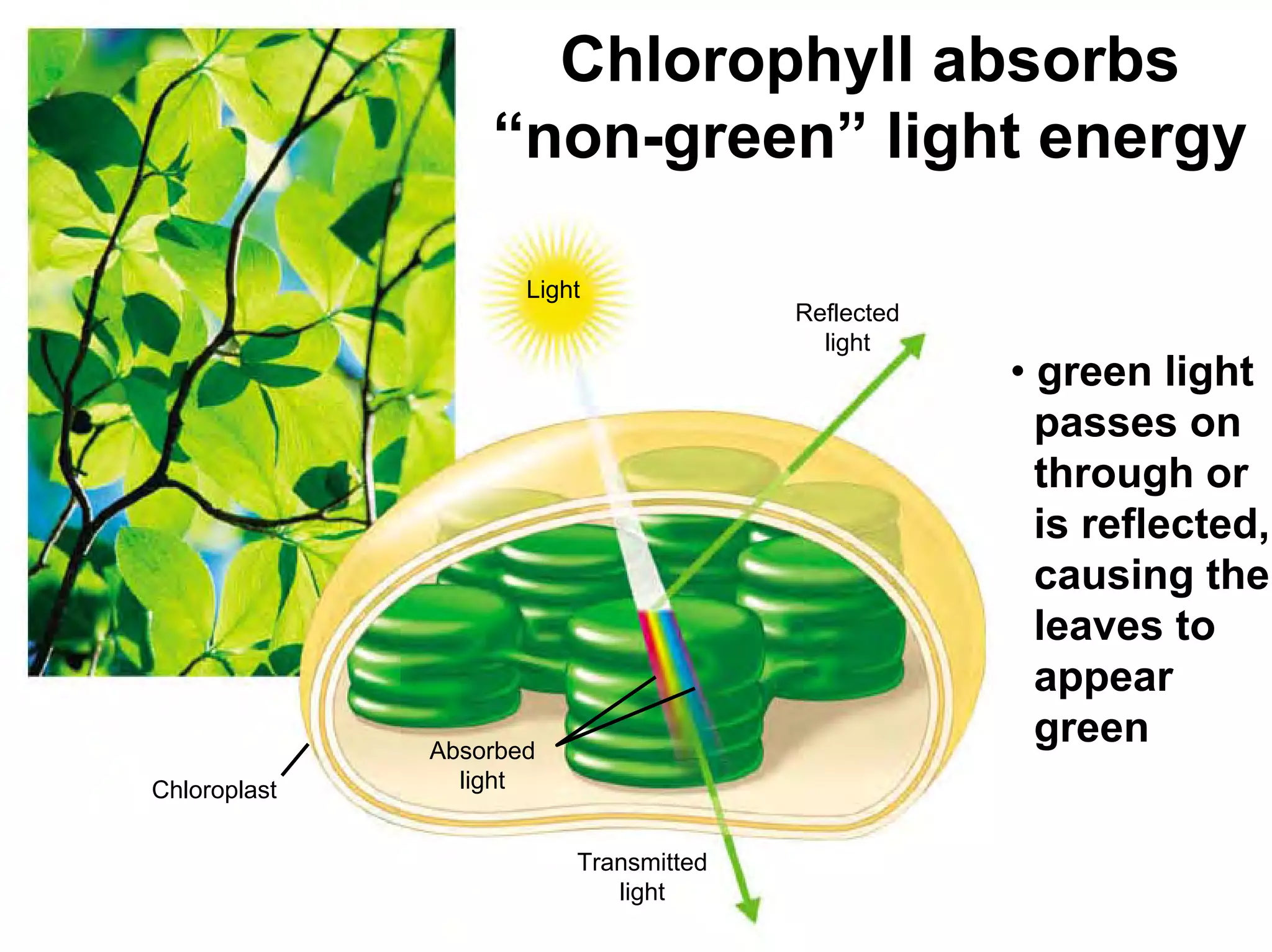 Photosynthesis Slide.pdf
