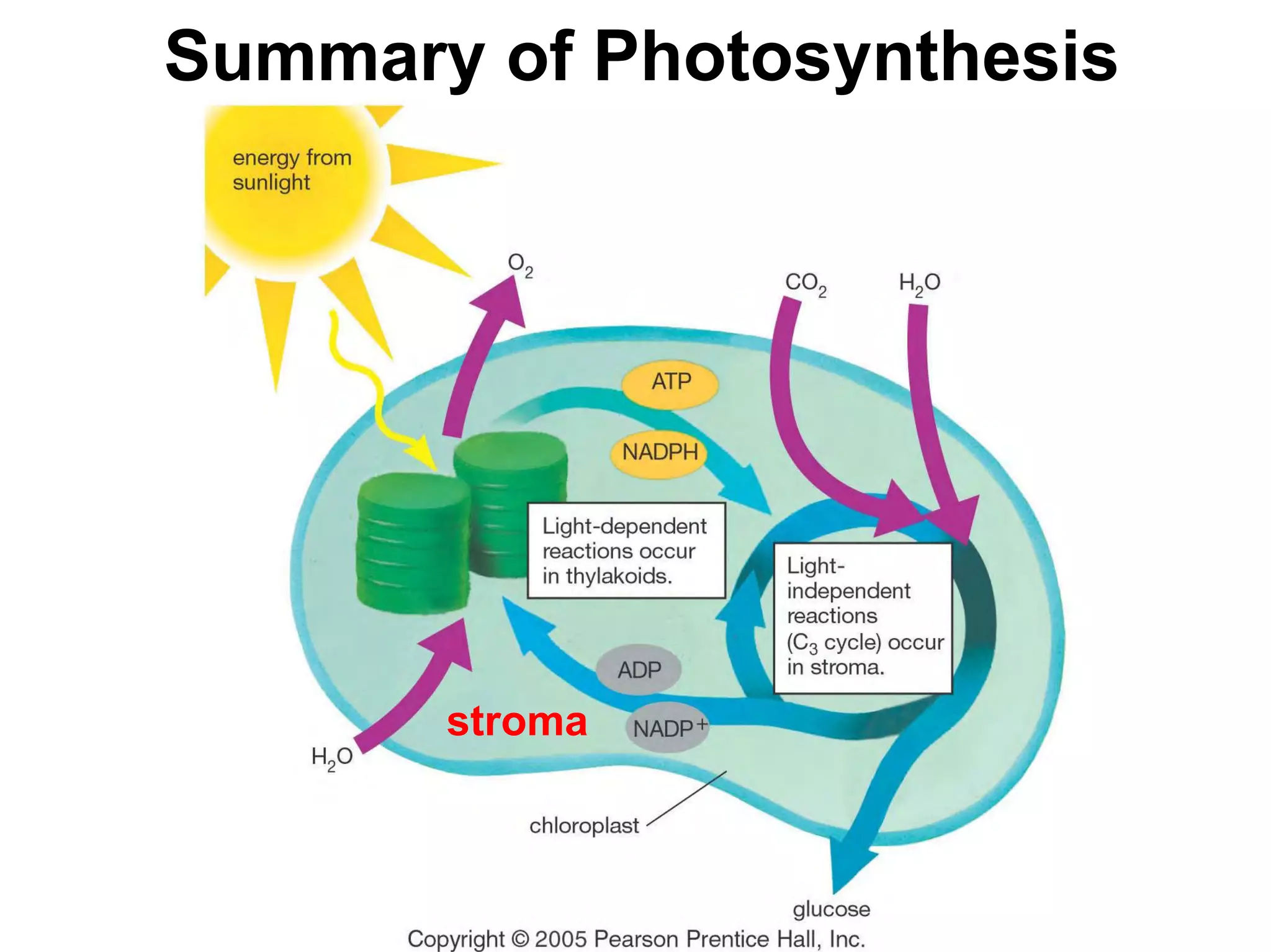 Photosynthesis Slide.pdf