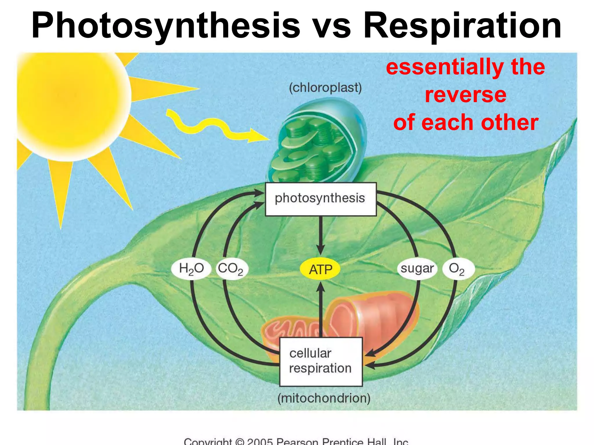 Photosynthesis Slide.pdf