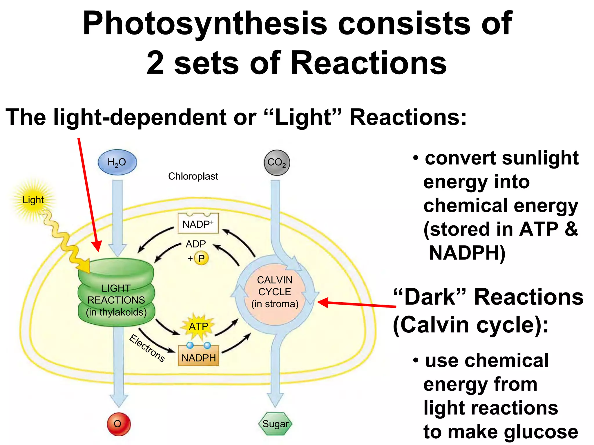 Photosynthesis Slide.pdf