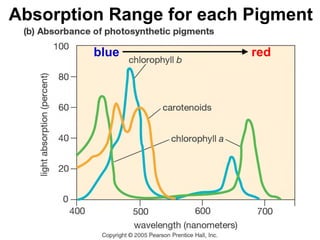 Photosynthesis Slide.pdf