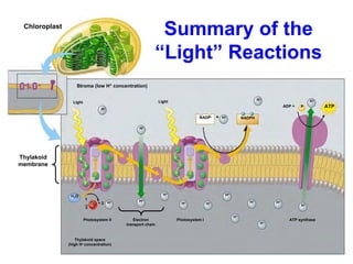 Photosynthesis Slide.pdf