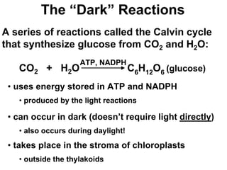 Photosynthesis Slide.pdf