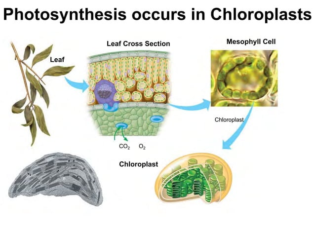 Photosynthesis Slide.pdf