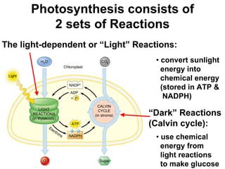 Photosynthesis Slide.pdf